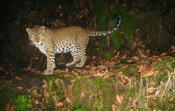 गुल्मीमा चितुवाले गोठमै आई बाख्रा खाइदिन थालेपछि स्थानीय त्रसित - Gulminews