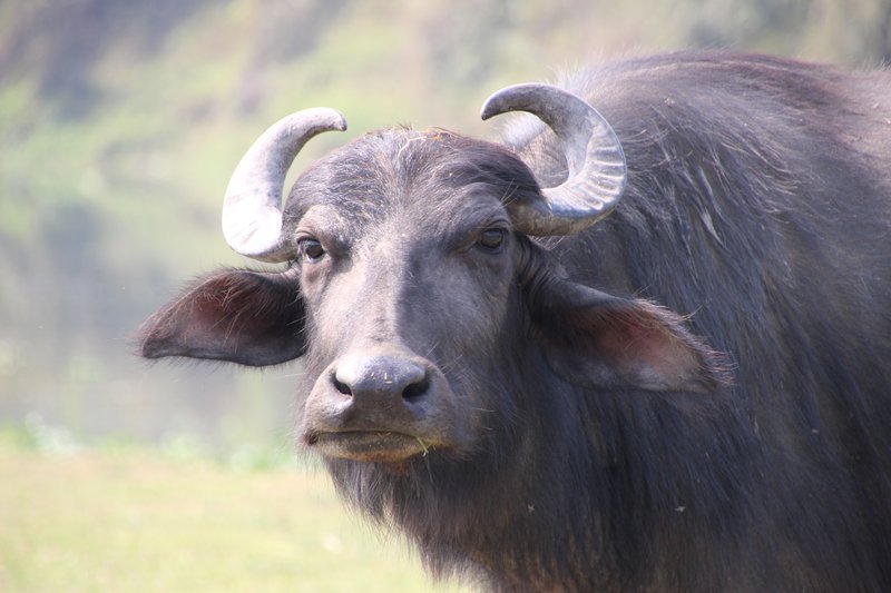 भैँसी चाेरेकाे आराेपमा दुई जना पक्राउ - Gulminews